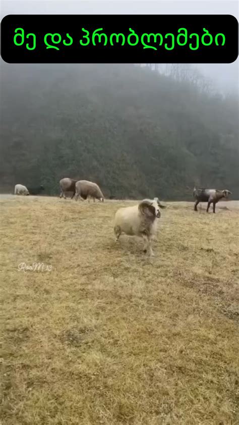 დედა სიყვარული შვილი Maia Popxadze