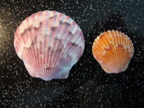 Calico Clam I Love Shelling
