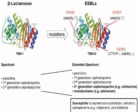 [pdf] Extended Spectrum Beta Lactamases Definition Classification And Epidemiology Semantic