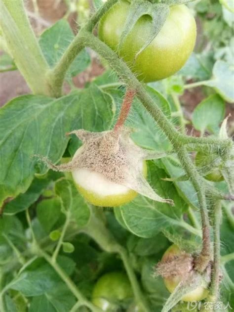 灰霉病识别和防治攻略大全！植保技术191农资人 农技社区服务平台
