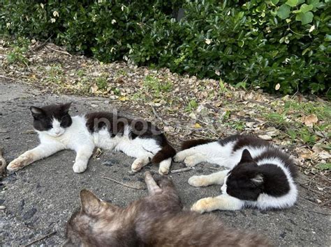 猫島の猫達 No 30228810写真素材なら写真AC無料フリーダウンロードOK