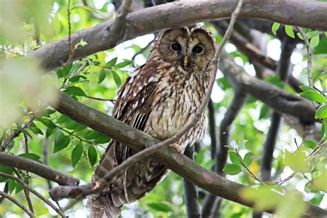 キュウシュウフクロウ 2020 06 22 日本の野鳥識別図鑑