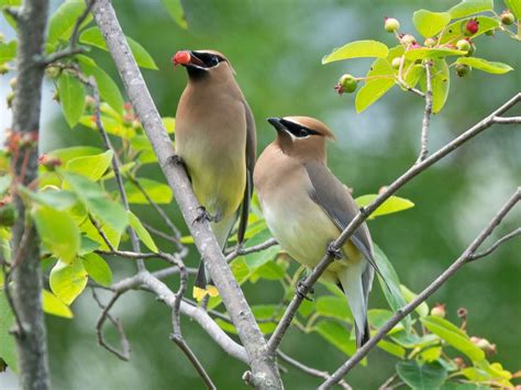 Female Cedar Waxwings Male Vs Female Identification Birdfact