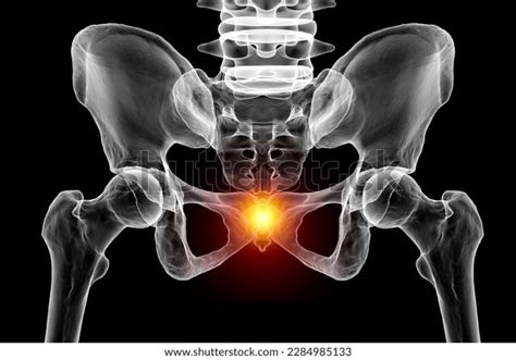 46 Coccyx Function Royalty Free Photos And Stock Images Shutterstock