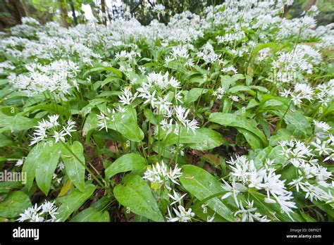 Masses Of Wild Garlic Plants In Full Bloom Flowering Beneath Canopy Of