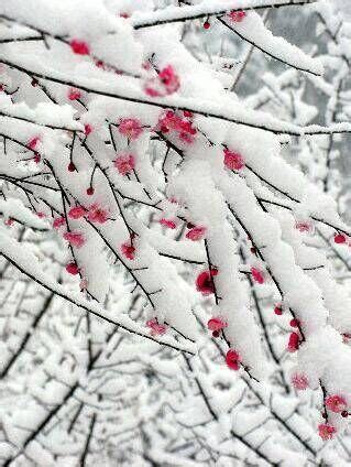 冬梅花喜歡漫天雪 每日頭條