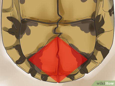 How To Sex Tortoises R Notdisneyvacation