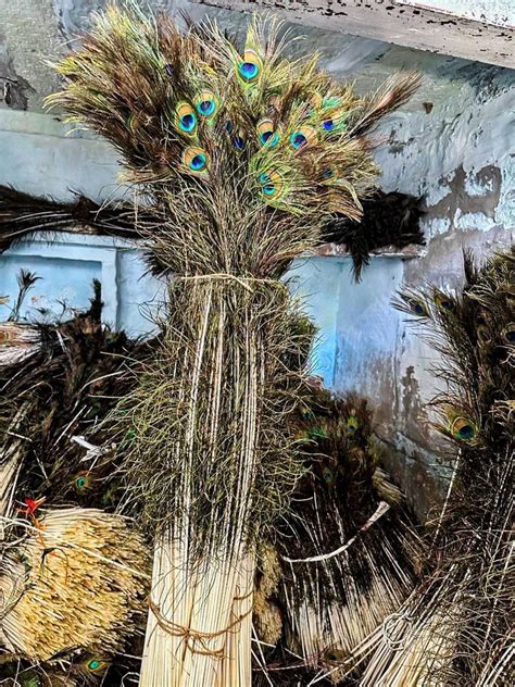 Peacock Tail Feathers At Best Price In Jodhpur By Mayur Feathers Id 2853198783091