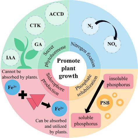 Pdf Role Of Plant Growth Promoting Rhizobacteria In Plant Machinery