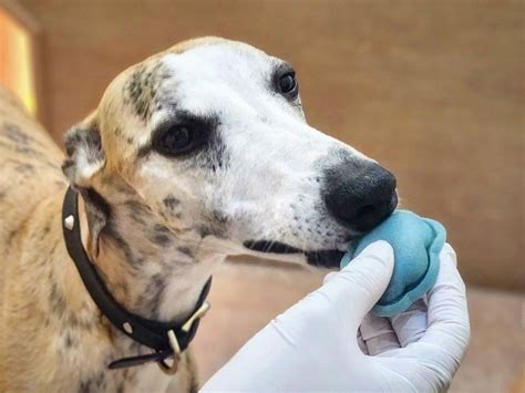 직접 만들어주는 댕댕이 간식 키트 [바람떡 만들기 키트] 텀블벅 크리에이터를 위한 크라우드펀딩