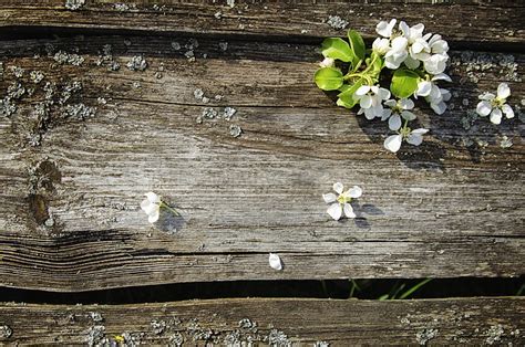 白色的花 盛开 苹果树 Pixabay上的免费照片 Pixabay