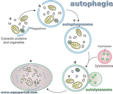 Autophagosome Définition Et Explications