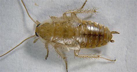 Mediterranean Spotted Cockroach New Invasive In U S Suburbs Searching An Invisible World