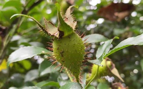金樱子是什么植物 蜜源植物 酷蜜蜂