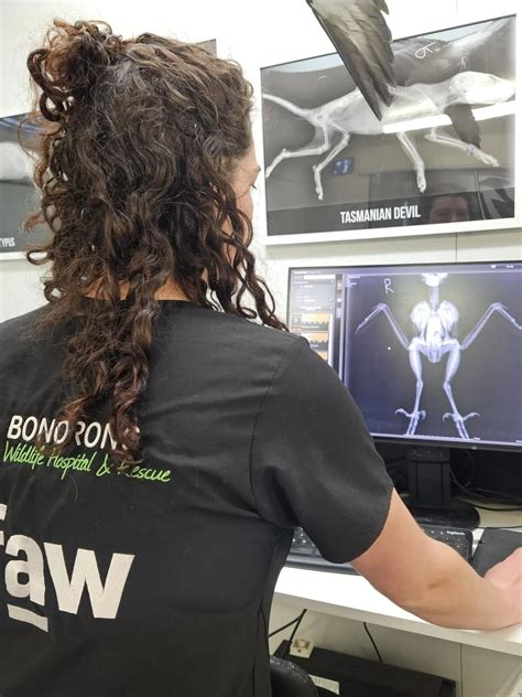 Idun La Rara Lechuza Enmascarada De Tasmania Que Sobrevivió A Una Traumática Experiencia En Lo