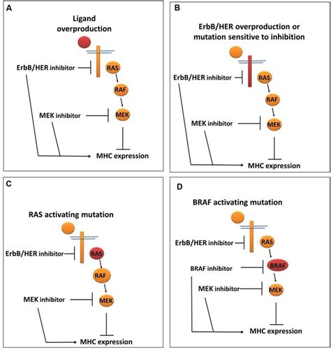Erbbher Downstream Signaling Pathways May Influence The Ability Of