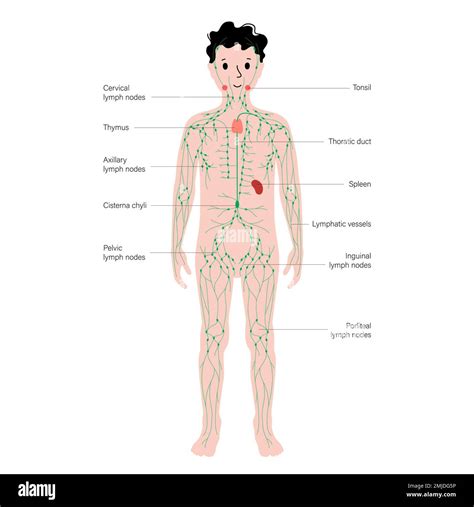 Cisterna Chyli Function Cisterna Chyli Function