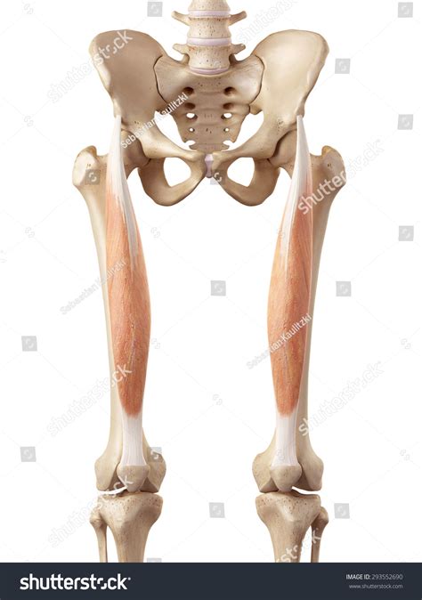 Medical Accurate Illustration Rectus Femoris Stock Illustration Shutterstock