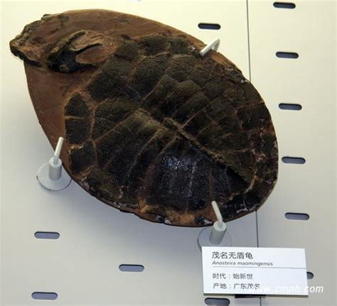 浙江自然博物院