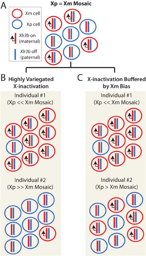 The Relationship Between X Linked Imprinted Genes And Random