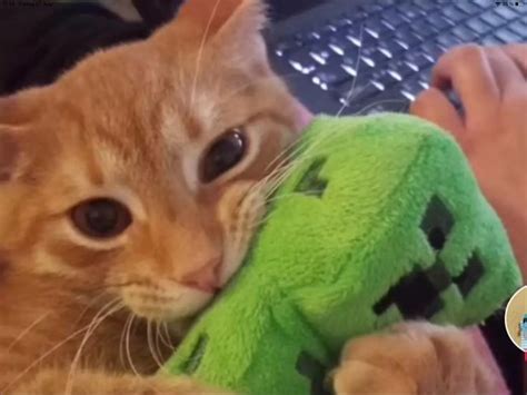 Creeper Cat Cat Biting A Creeper