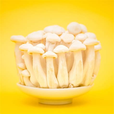 The Healing Powers Of Medicinal Mushrooms Comparing Mycelium Vs Fruiting Body Which Is Better