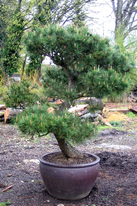 Buy Japanese Black Pine Free Shipping Wilson Bros Gardens 3