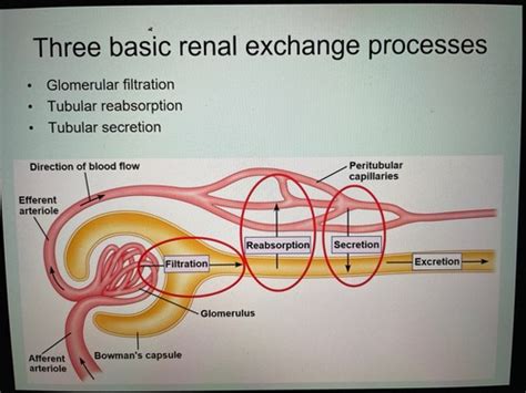 The Renal System Glomerular Filtration Flashcards Quizlet