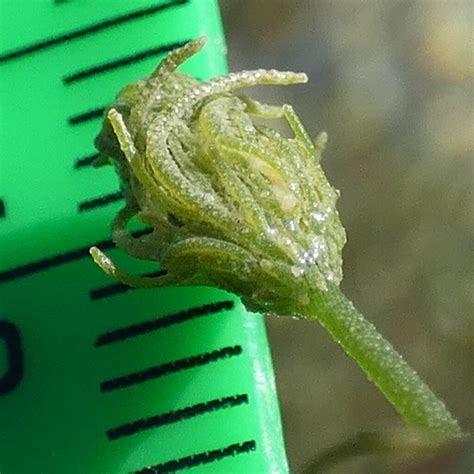 Muskgrass From Konyaaltıantalya Türkiye On December 28 2023 At 0312