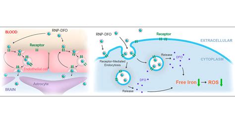 Rabies Virus Structure