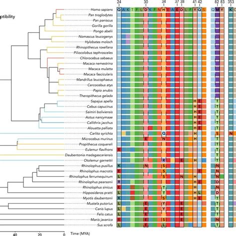 Ace2 Protein Sequence Alignment And Evolutionary Relationships Of Study