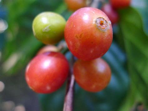 Orange Bourbon Coffee The Rare Gem Of The Bourbon Lineage Helena