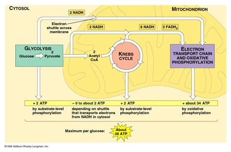 Substrate Level Phosphorylation And Oxidative Phosphorylation