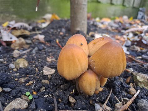 Uk Garden Under Willow Tree R Shroomid