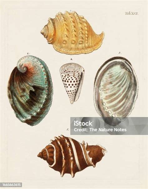 골동품 조개껍데기 그림입니다 조개껍데기의 다양한 아름다움을 보여주는 독일 Conchology 책의 접시 카 1790 18세기에 대한 스톡 벡터 아트 및 기타 이미지 Istock