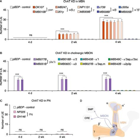 The Cholinergic Neurons Important For Inhibitory Control A C To Download Scientific Diagram