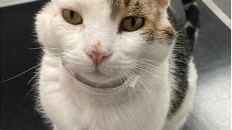 The Veterinary Nurse Post Operative Nursing Of A Feline Patient After Hypophysectomy Surgery