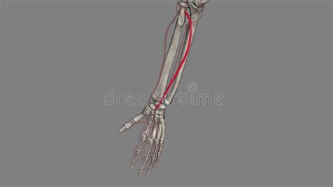Ulnar Artery