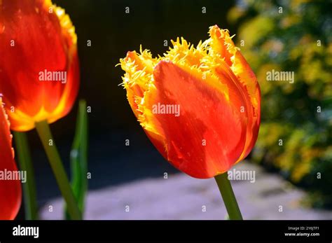 Red And Yellow Tulipa Davenport Fringed Tulip Flowers On Display At