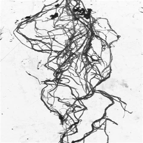 1 Root Of Plant 18 WT Rhizobia RT Having Highest Recorded Download Scientific Diagram