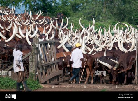 Ankole Cattle Cultural Icon For The Traditionally Nomadic Bahima