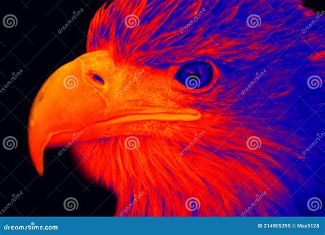 Golden Eagle Infrared Stock Image Image Of King Energy 214905295