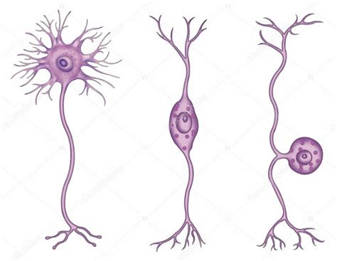 Tipos De Neuronas 2025