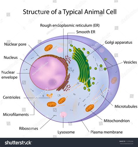 Typical Cell Labeled Stock Illustration 112395266 Shutterstock