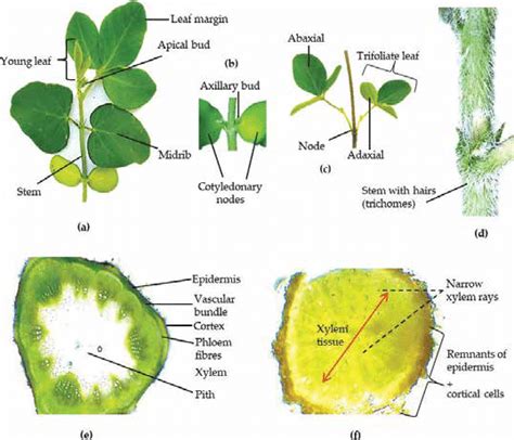 Overview Of Soybean Plant Morphology And Anatomy A Vegetative First Download Scientific