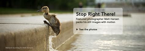 Online Bird Guide Bird Id Help Life History Bird Sounds From Cornell