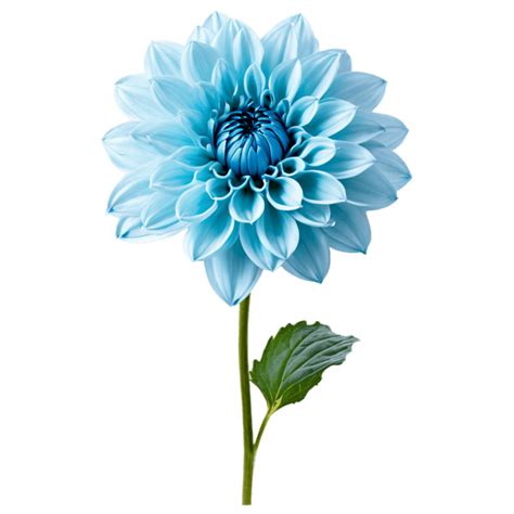Light Blue Flower Pngs For Free Download