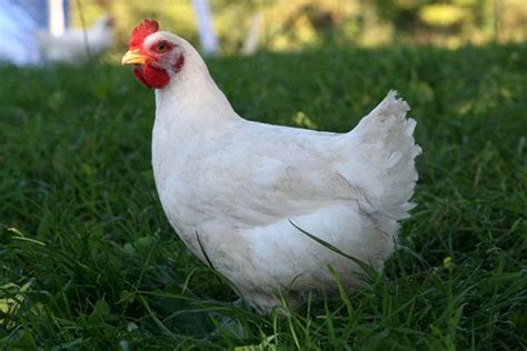 Комбикорм Пурина для бройлеров: продуктовая линейка, состав