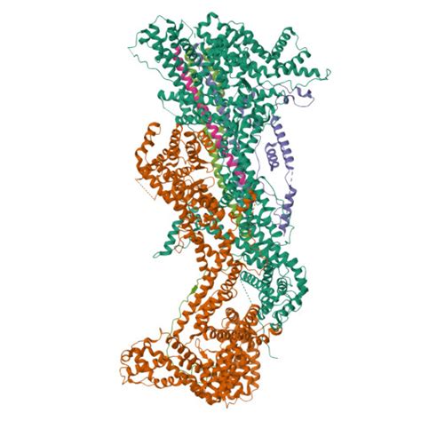 rcsb pdb 7usc cryo em structure of wave regulatory complex
