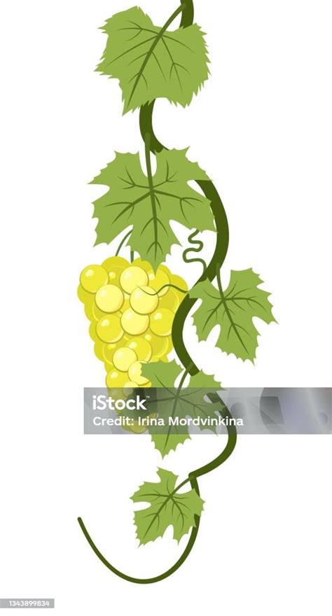 단풍과 노란 포도의 무리와 포도 덩굴 포도 재배 및 농업 조밀한 덤불에 열매가 있는 가지 두꺼운 젊은 포도원 달콤한 가을 수확 흰색 배경에 격리 벡터 가을에 대한 스톡 벡터